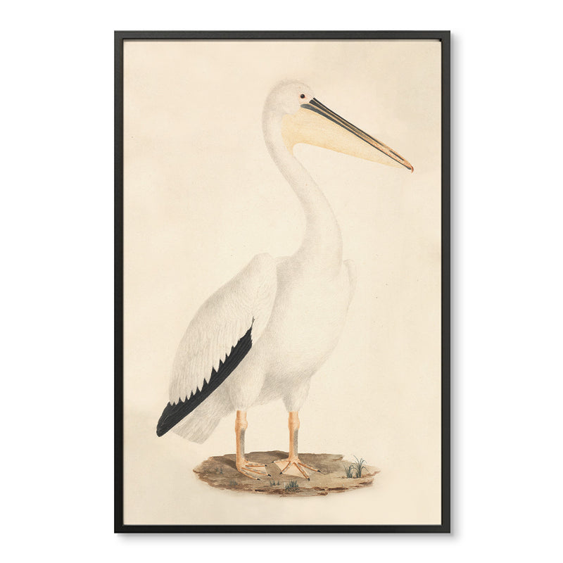 Vintage Pelican | Coastal Bird Art | Wholesale Giclee Prints – Urban Garden Prints
