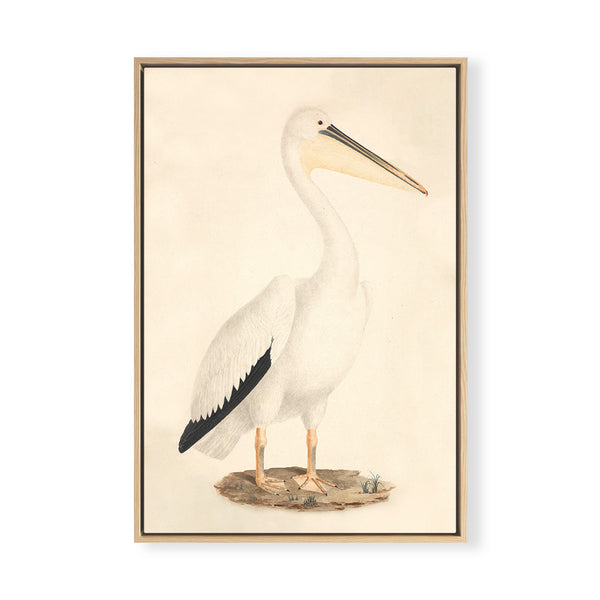 Vintage Pelican | Coastal Bird Art | Wholesale Giclee Prints – Urban ...