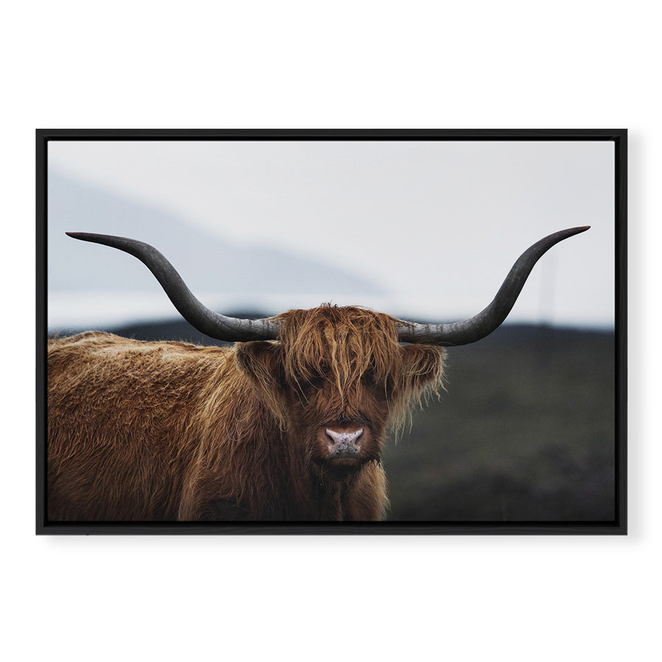 Newfoundland Cow | Wholesale Giclee Prints – Urban Garden Prints