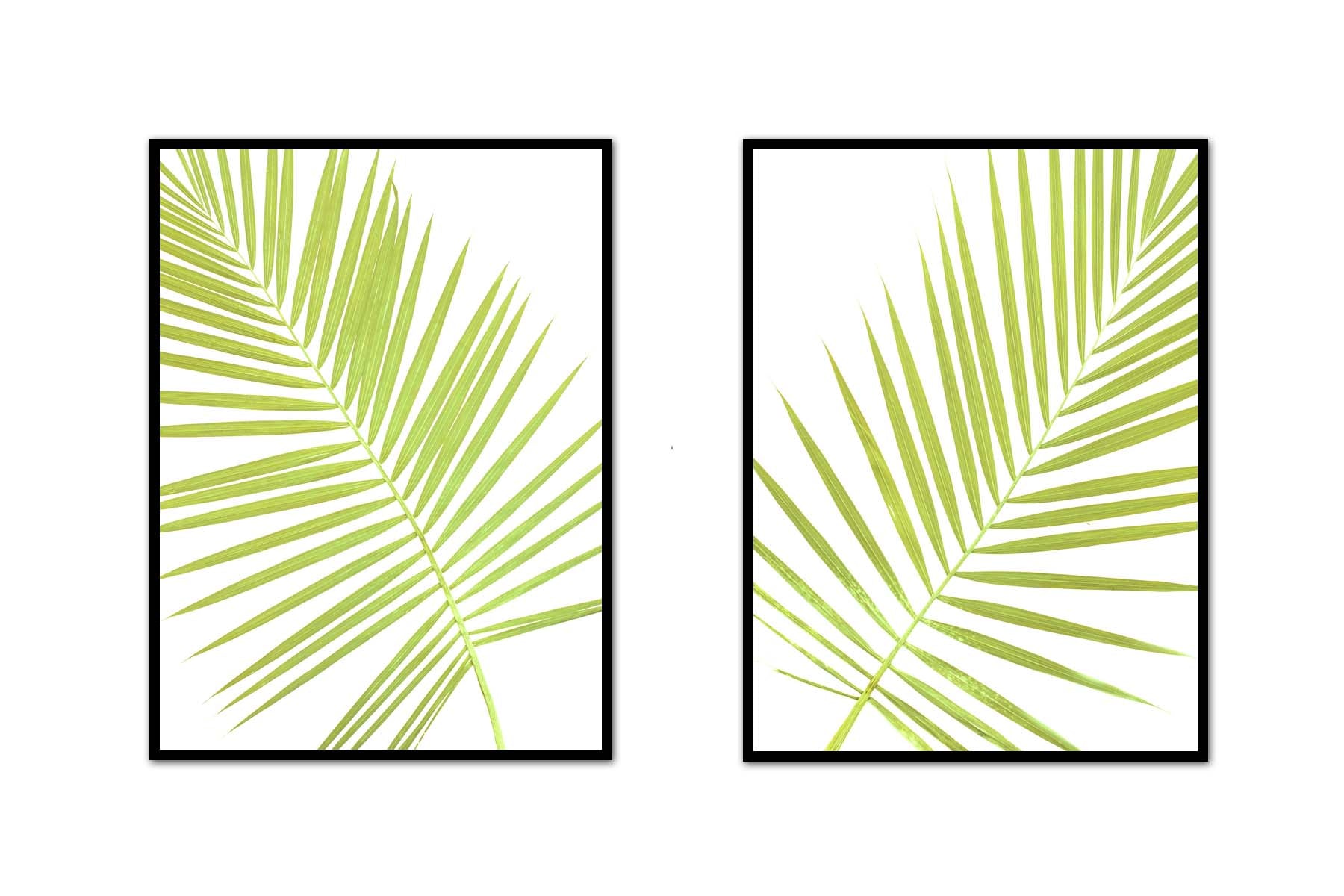 Palm Tree Leaf Print