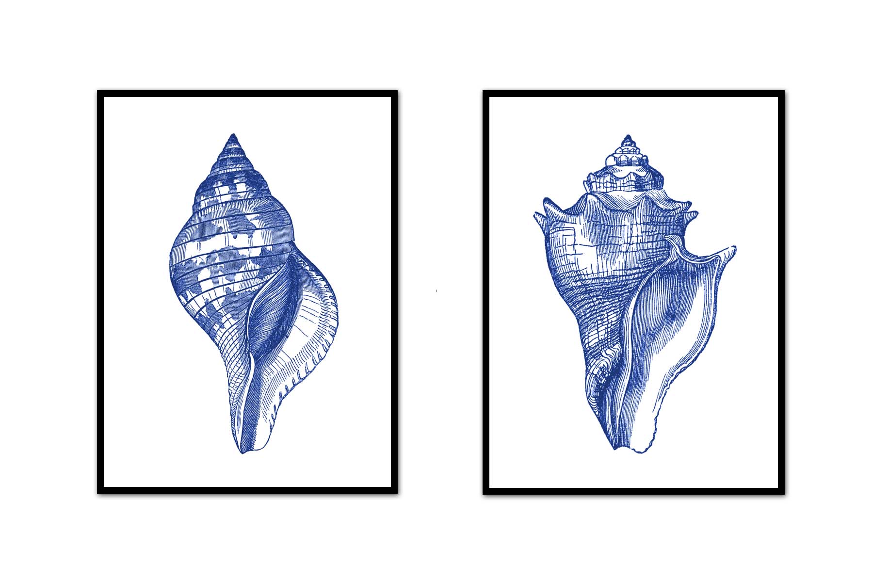 Vintage Shell Drawings
