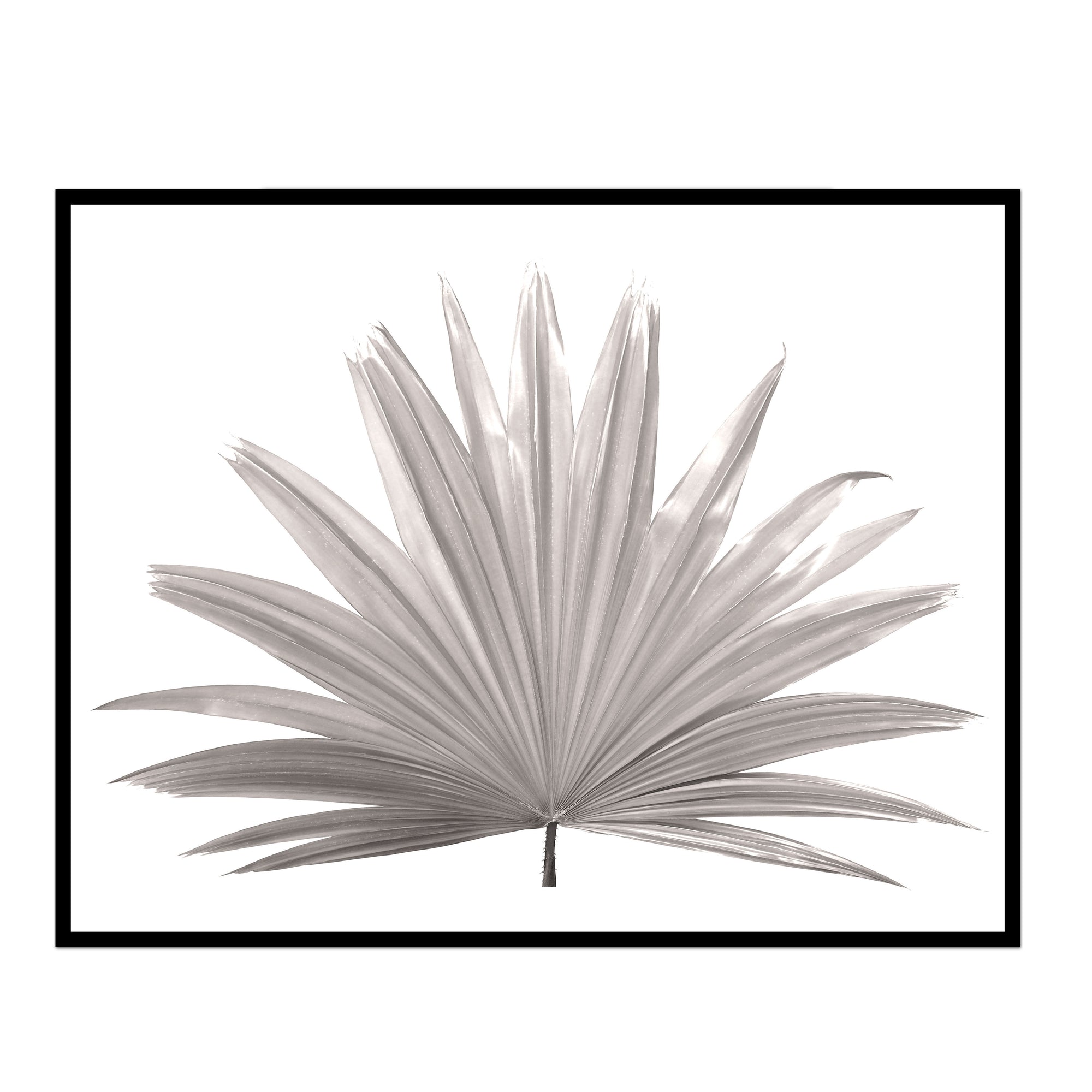 Fan Palm Print | Wall Art | Multiple Colors & Sizes – Urban Garden Prints