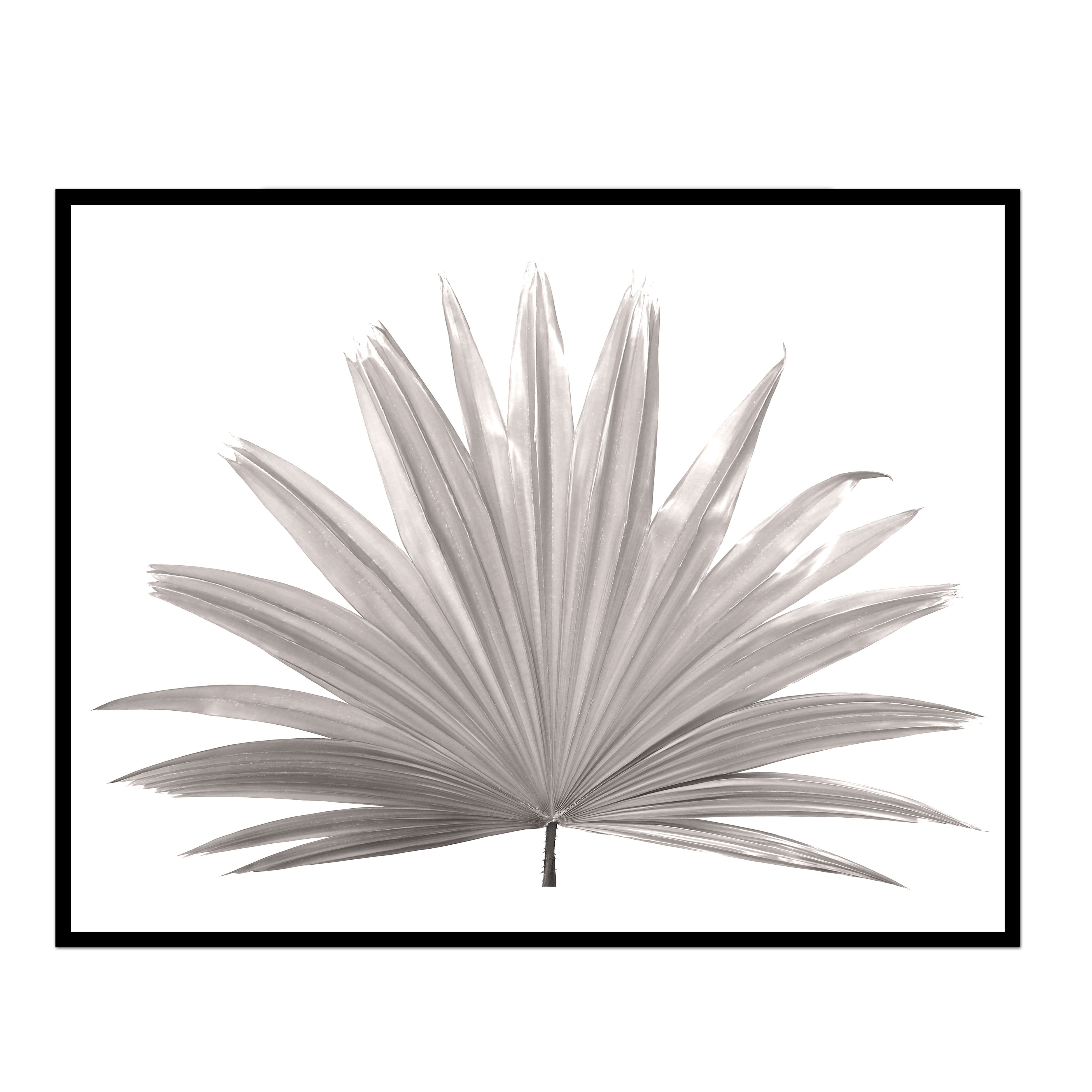 Fan Palm Print | Wall Art | Multiple Colors & Sizes – Urban Garden Prints