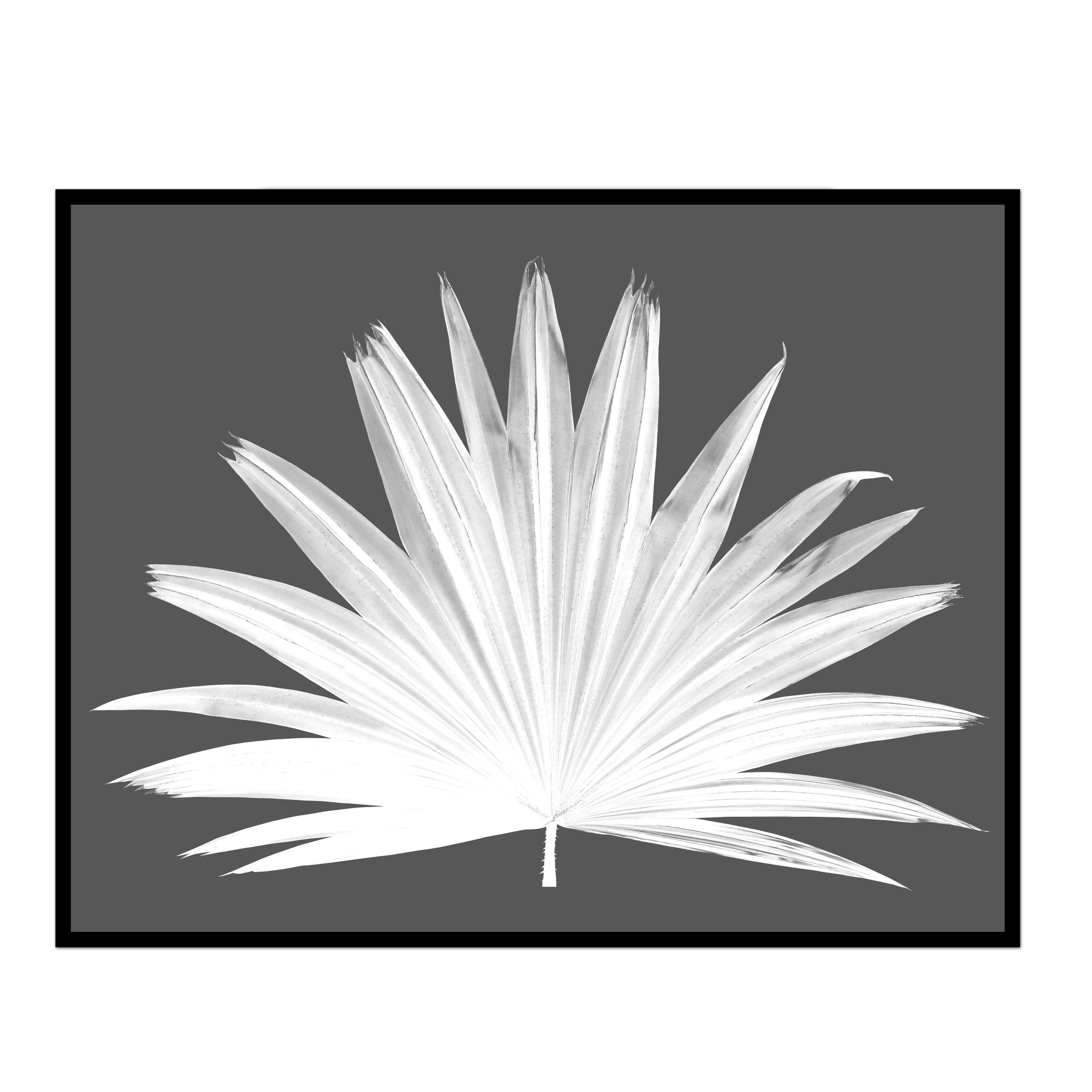 Fan Palm Print | Wall Art | Multiple Colors & Sizes – Urban Garden Prints