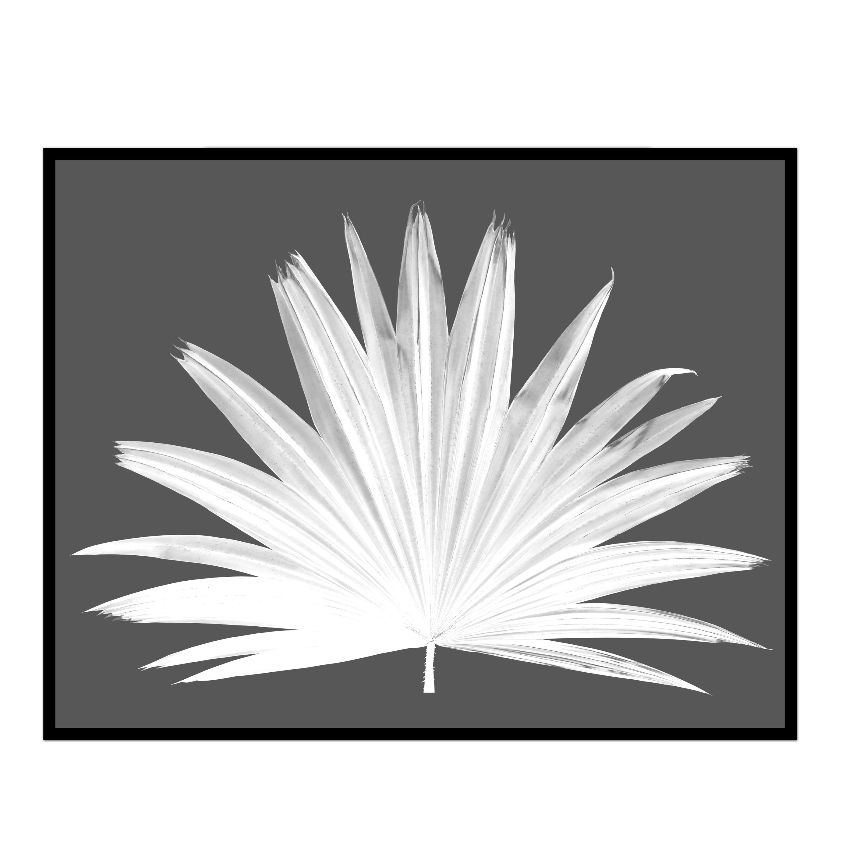 Fan Palm Print | Wall Art | Multiple Colors & Sizes – Urban Garden Prints