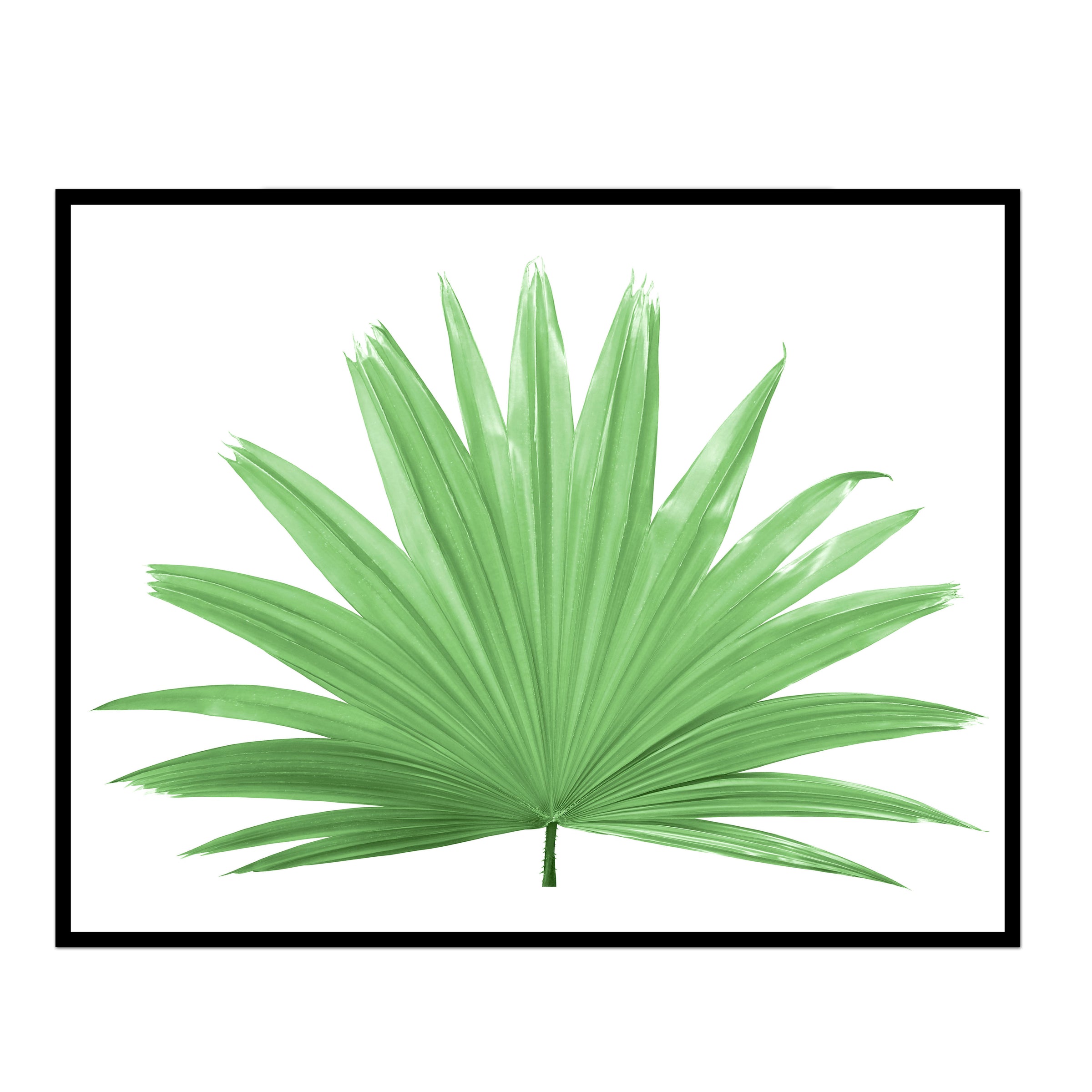 Fan Palm Print | Wall Art | Multiple Colors & Sizes – Urban Garden Prints