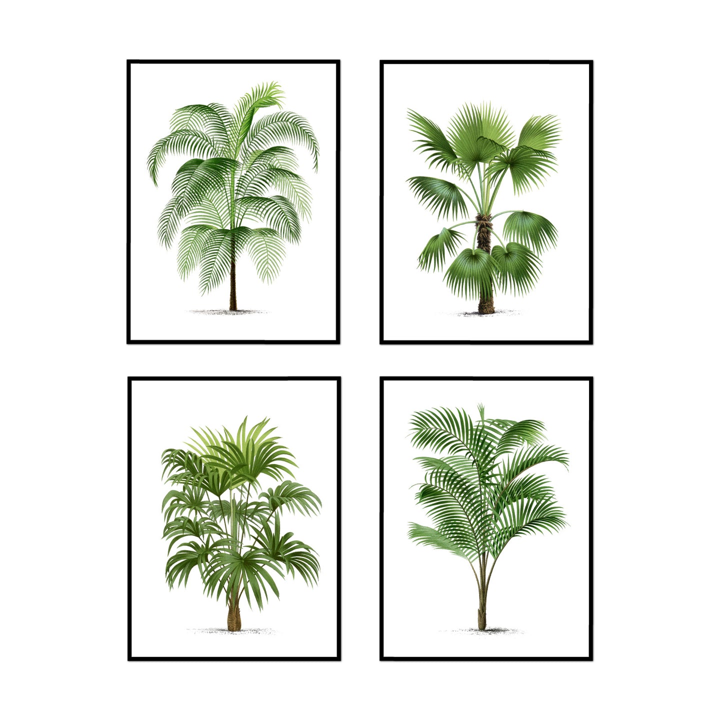 Vintage Large Palm Set of 4 | Oversized Palm Art – Urban Garden Prints