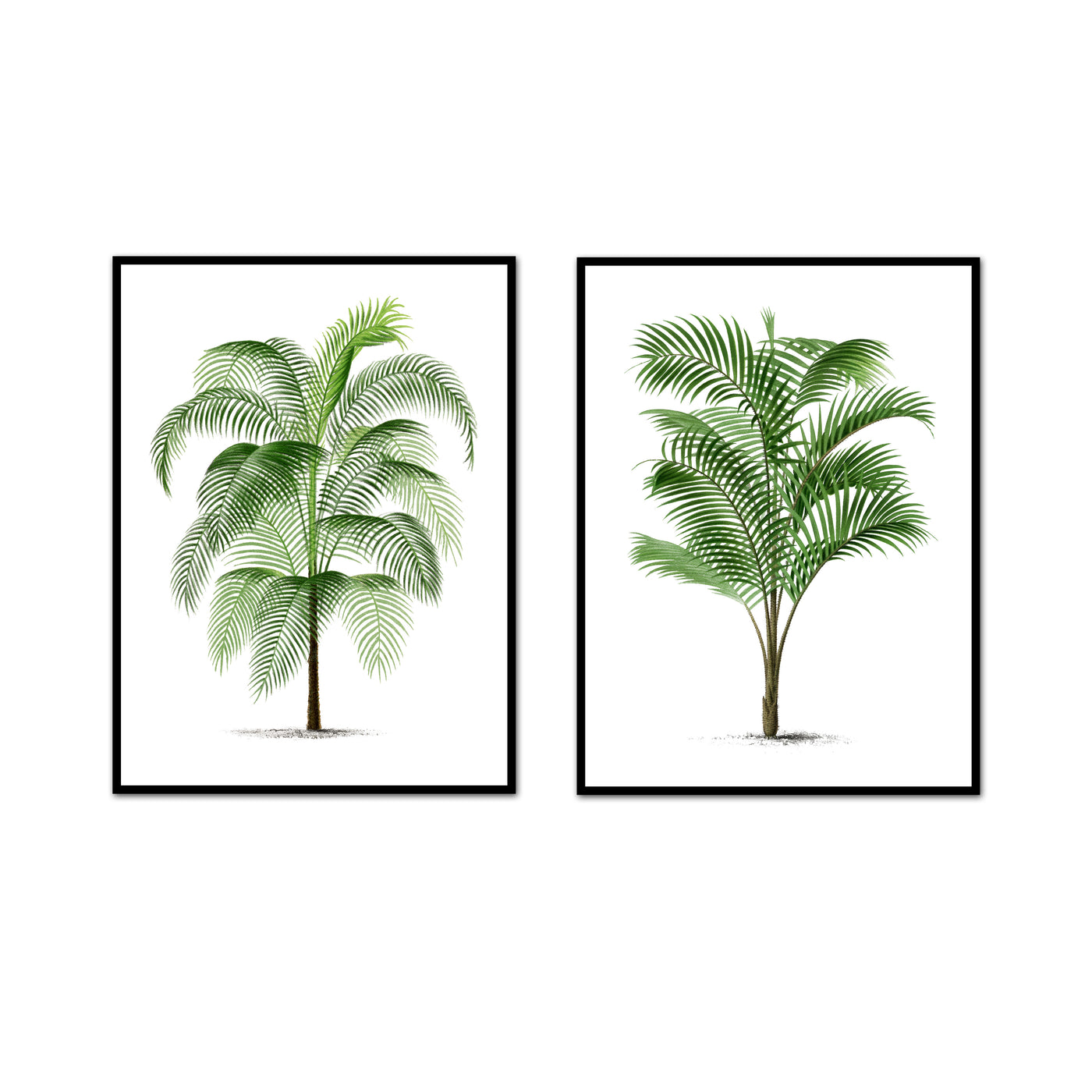 Vintage Large Palm Pair | Oversized Palm Art – Urban Garden Prints