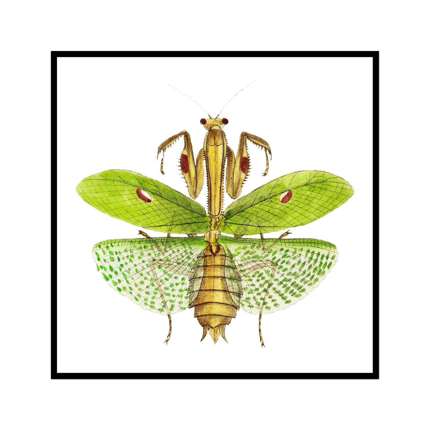 Green Mantis Art Print | High End Bug Art | Vintage Insect Wall Art ...