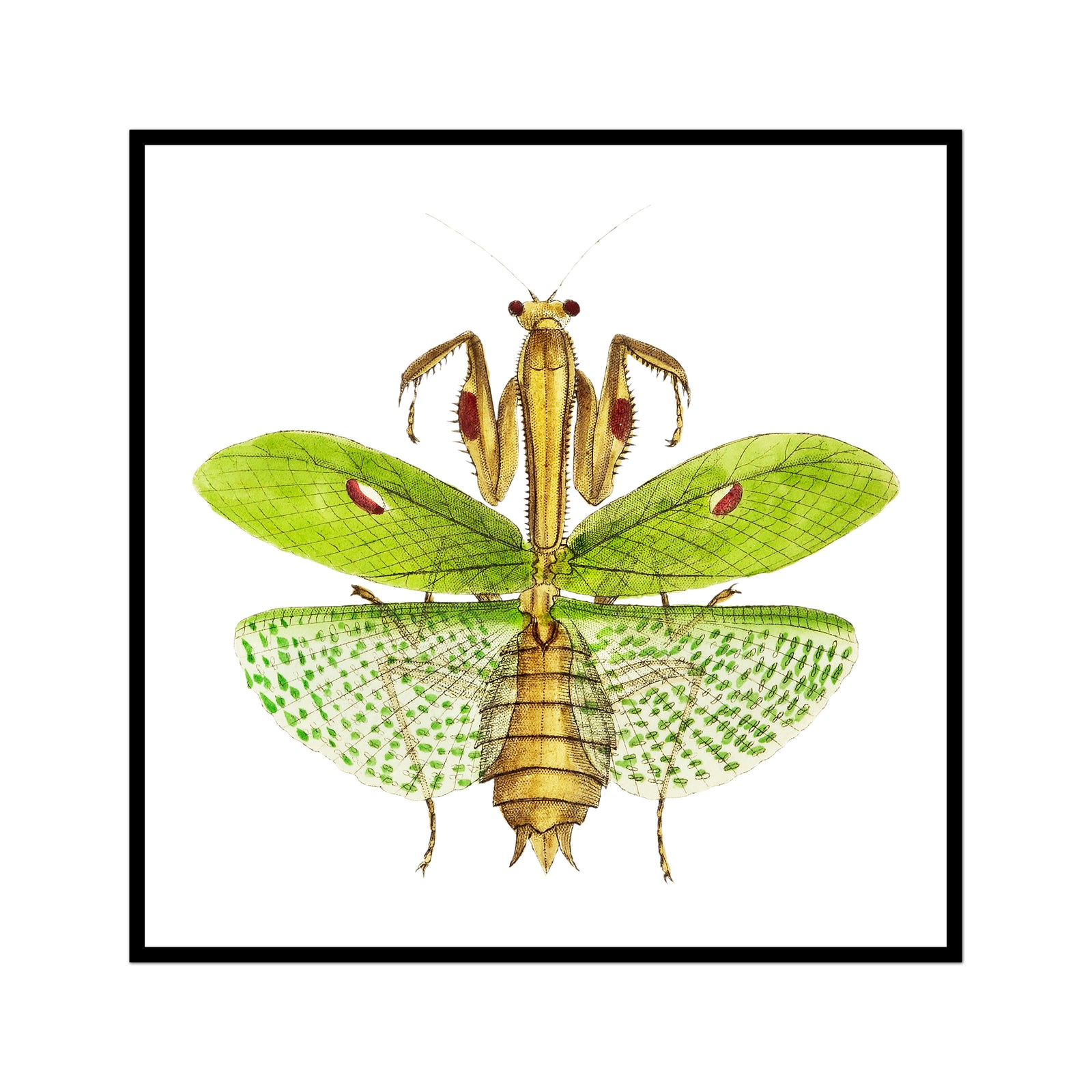Green Mantis Art Print | High End Bug Art | Vintage Insect Wall Art ...