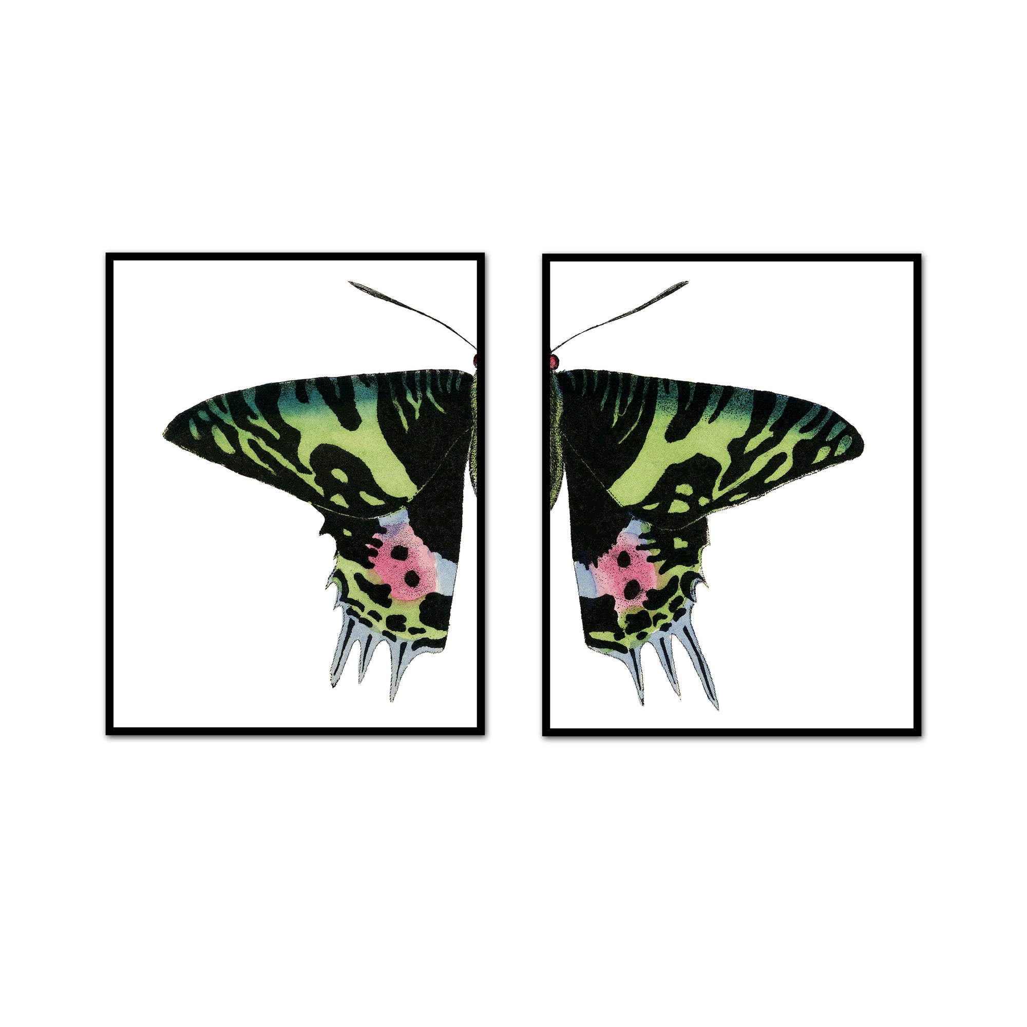 Split Butterfly Wall Art Print | Butterfly Triptych | Multiple Sizes ...