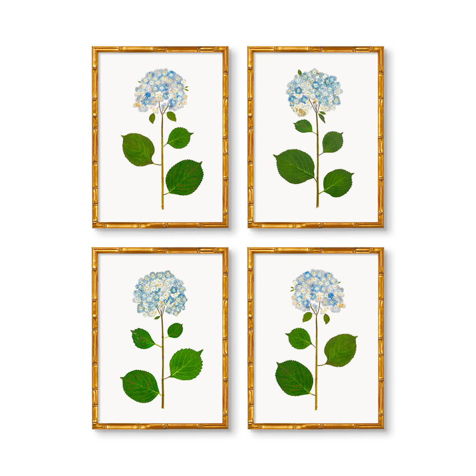 Natural Flower Hydrangea Art Prints | Hand Pressed | Original – Urban ...