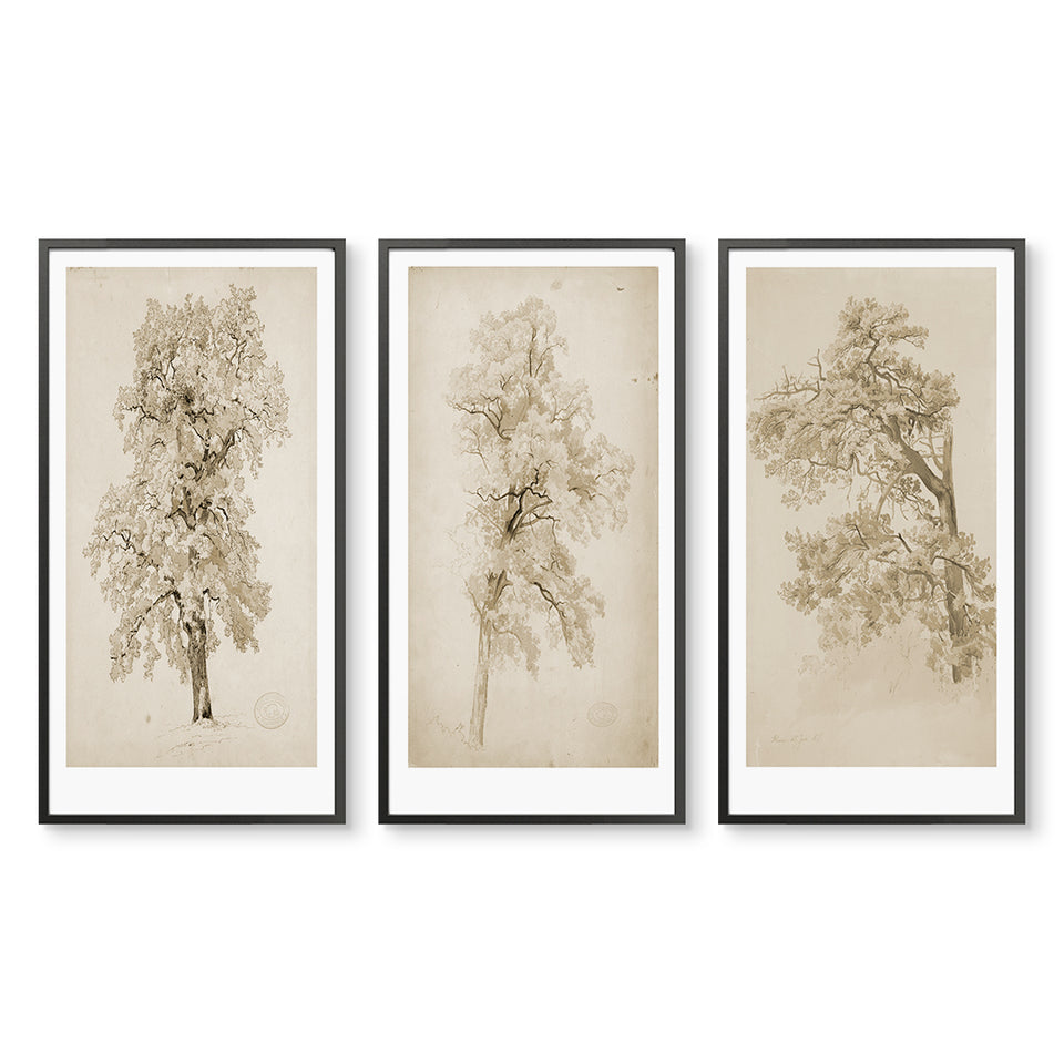 Vintage Tree Sketch Trio – Urban Garden Prints