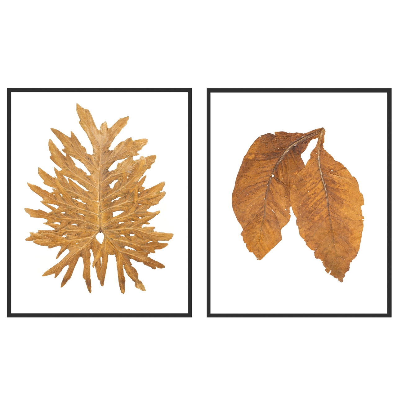 Natural Large Dried Leaves Pair | Tobacco Leaf & Philodendron Leaf ...